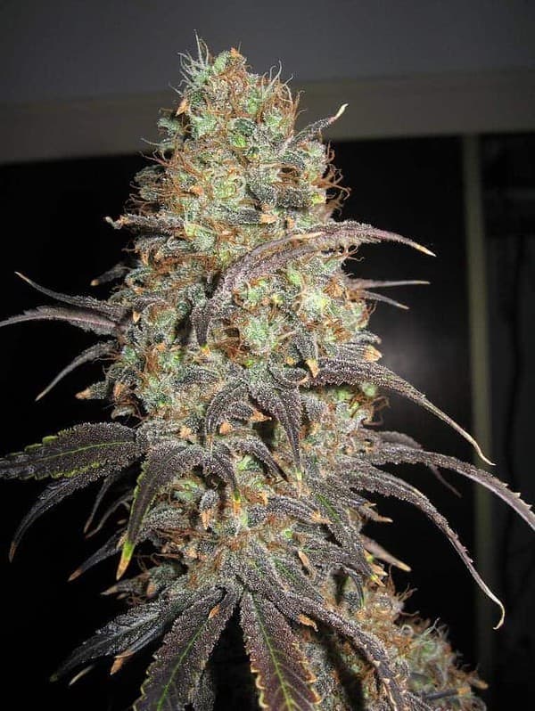 Cream Candy Auto - Cannabis Samen